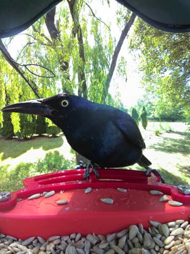 Common Grackle - Glossy and bold, with a sharp, raspy call.