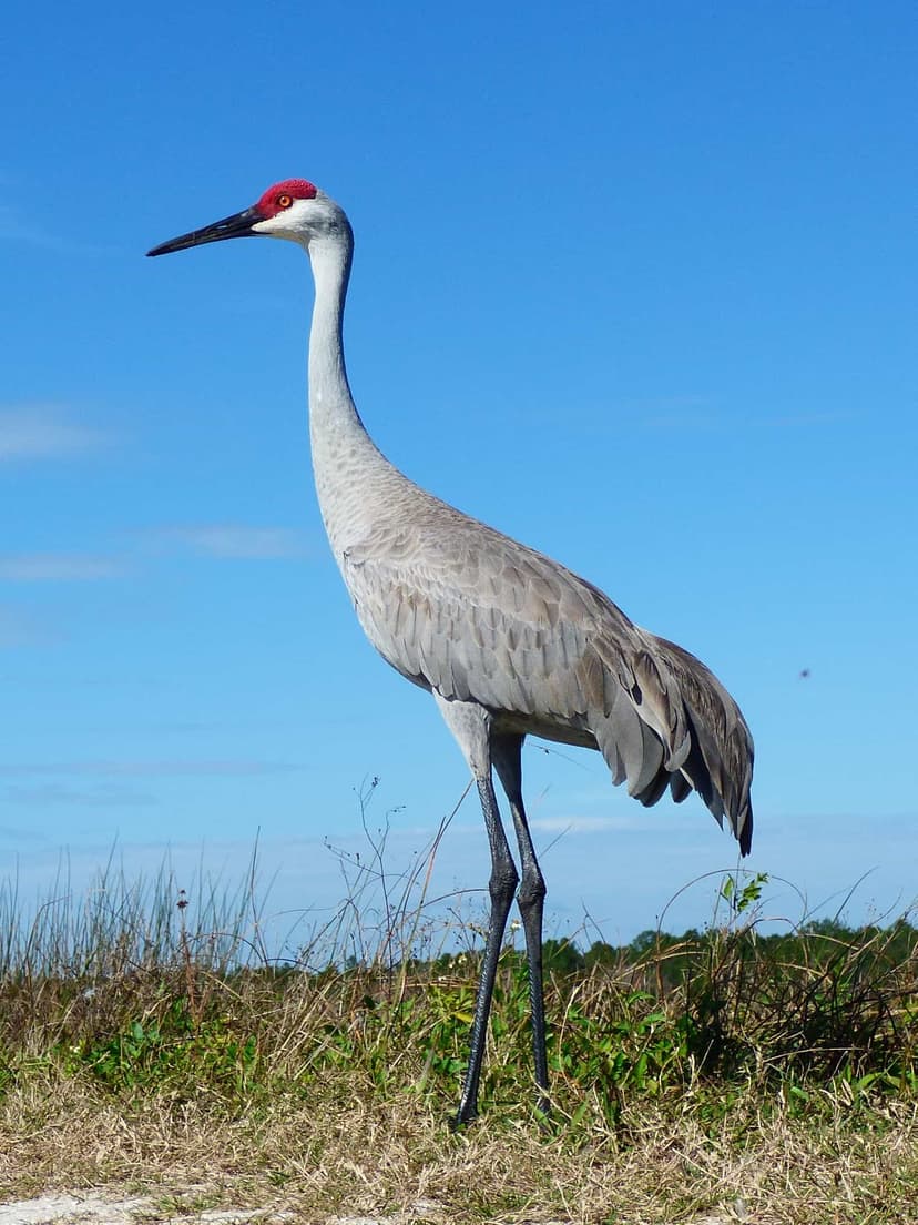 Whooping Crane Vs Sandhill Crane Bird Buddy WIKI whooping-crane-vs-sandhill-crane-bird-buddy-wiki