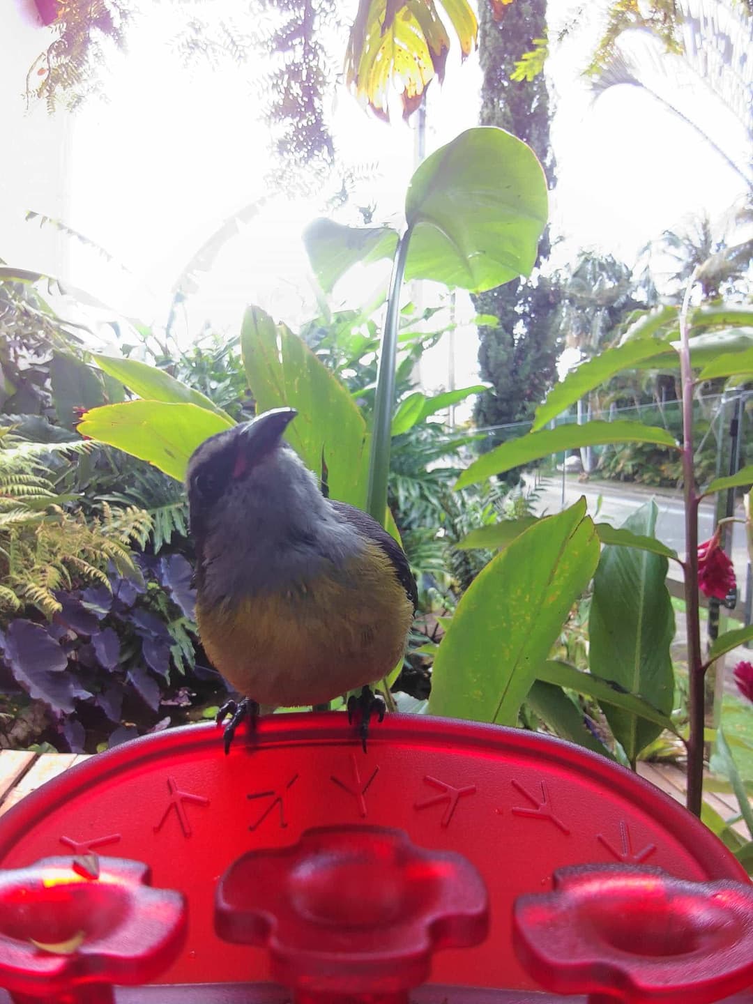 Orange Bellied Euphonia Vs Bananaquit Birdbuddy WIKI orange-bellied-euphonia-vs-bananaquit-birdbuddy-wiki
