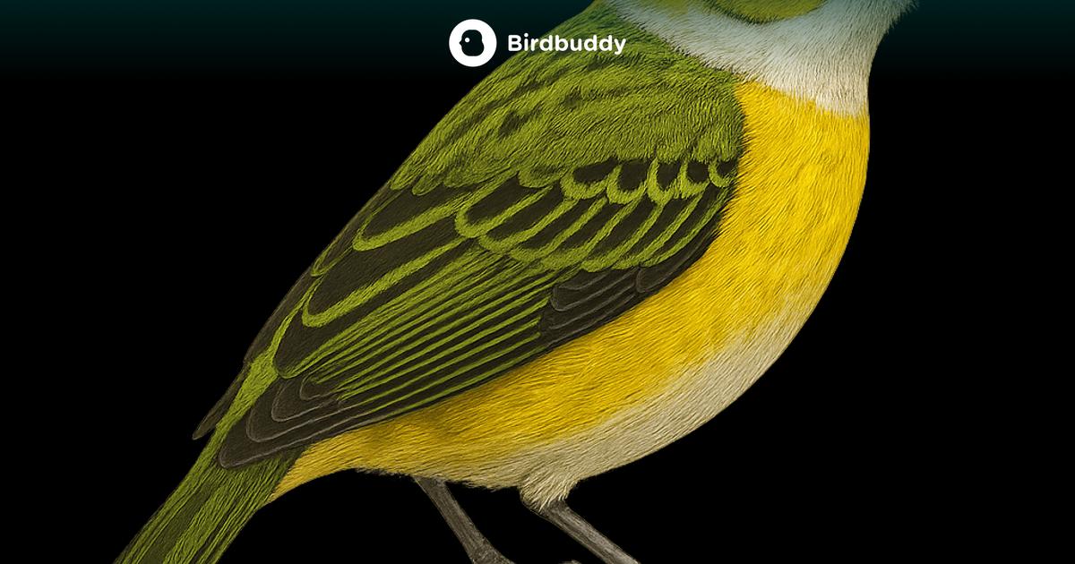 Silver-throated tanager