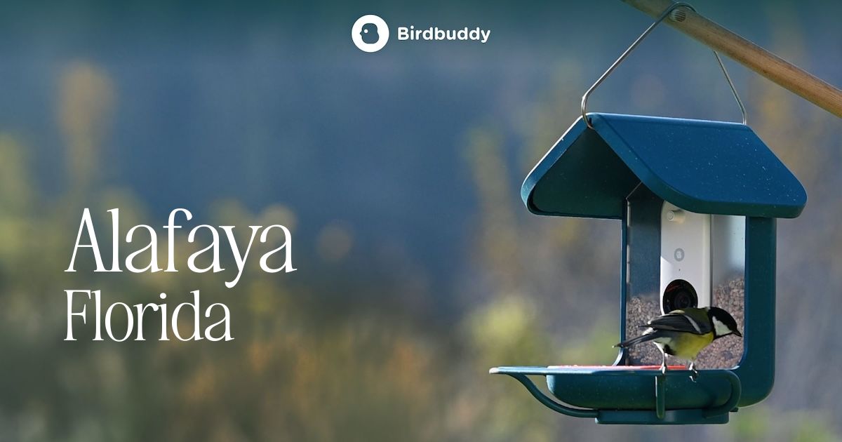Birds in Alafaya, Florida - Birdbuddy WIKI