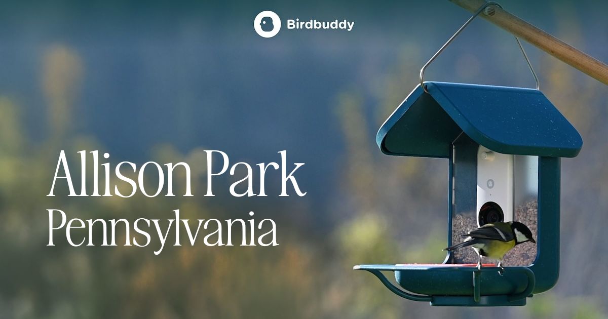 Birds in Allison Park, Pennsylvania - Birdbuddy WIKI