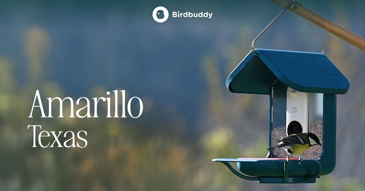 Birds in Amarillo, Texas - Birdbuddy WIKI