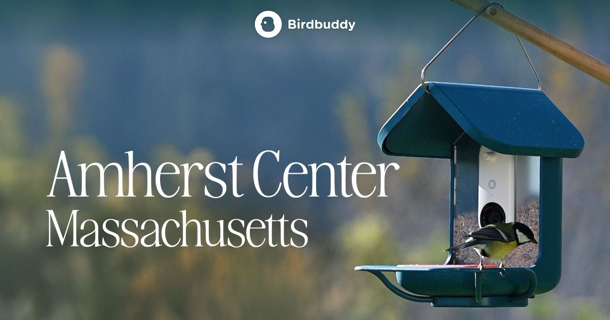 Birds in Amherst Center, Massachusetts - Birdbuddy WIKI