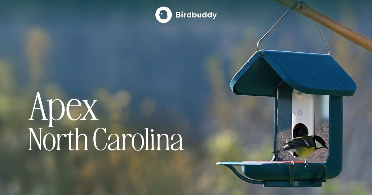 Birds in Apex, North Carolina - Birdbuddy WIKI