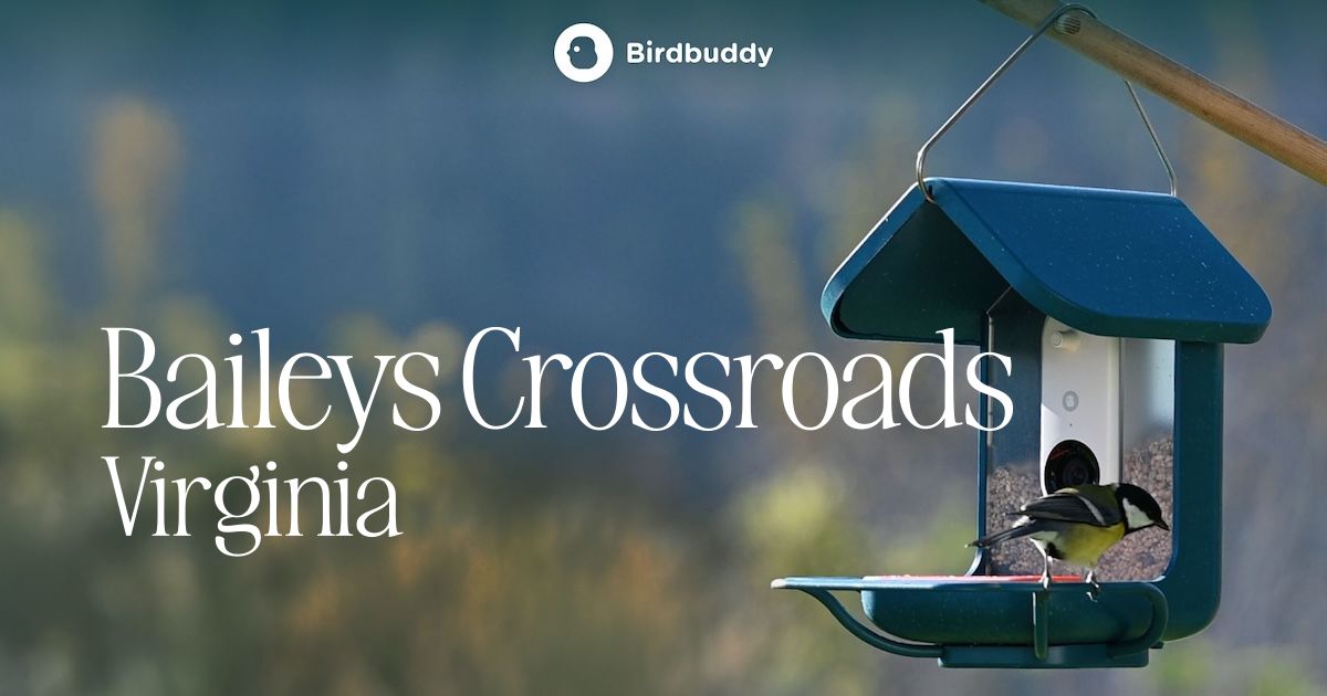 Birds in Baileys Crossroads, Virginia - Birdbuddy WIKI