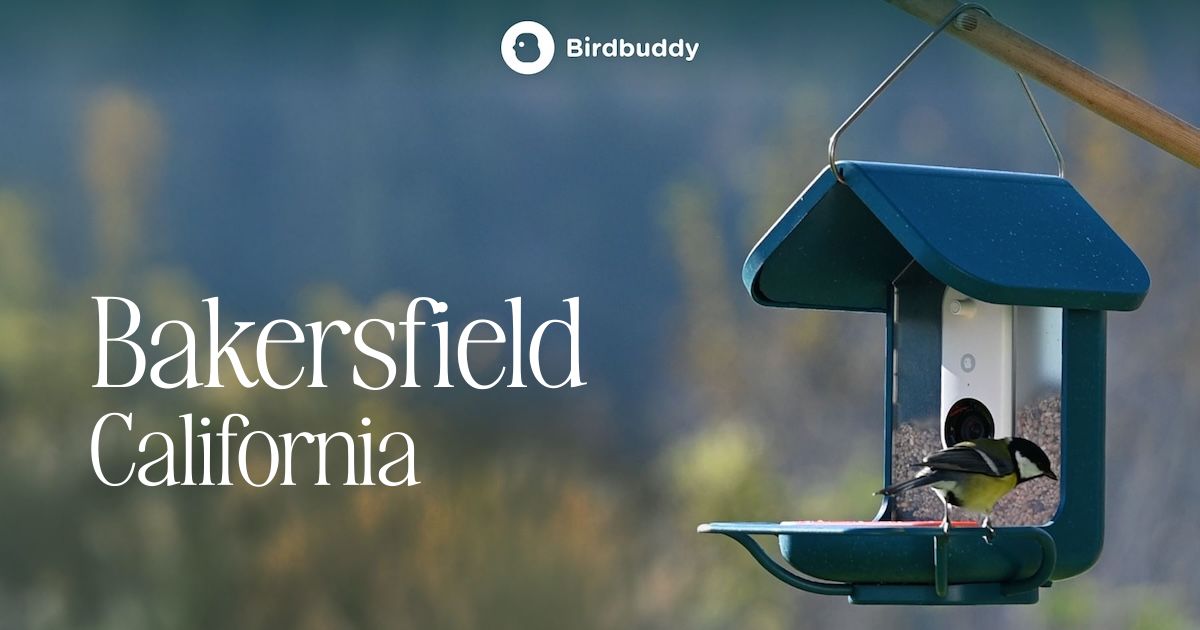 Birds in Bakersfield, California - Birdbuddy WIKI