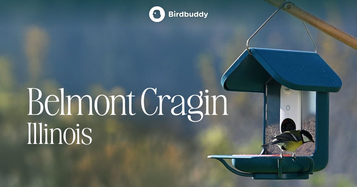 Birds in Belmont Cragin, Illinois - Birdbuddy WIKI
