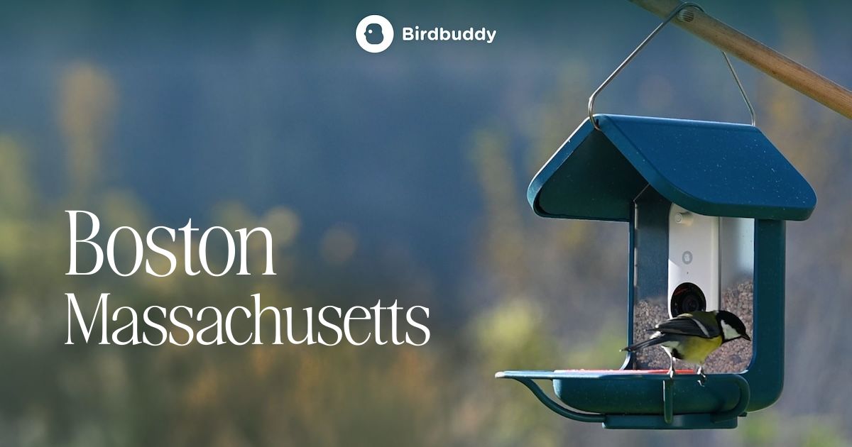 Birds in Boston, Massachusetts - Birdbuddy WIKI