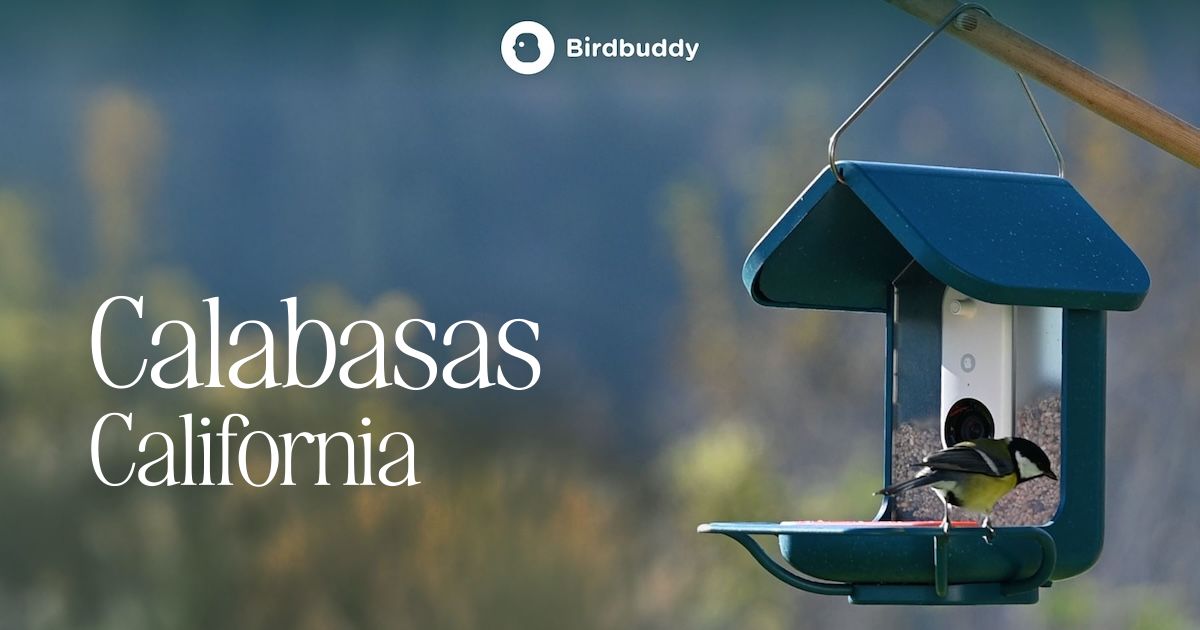 Birds in Calabasas, California - Birdbuddy WIKI