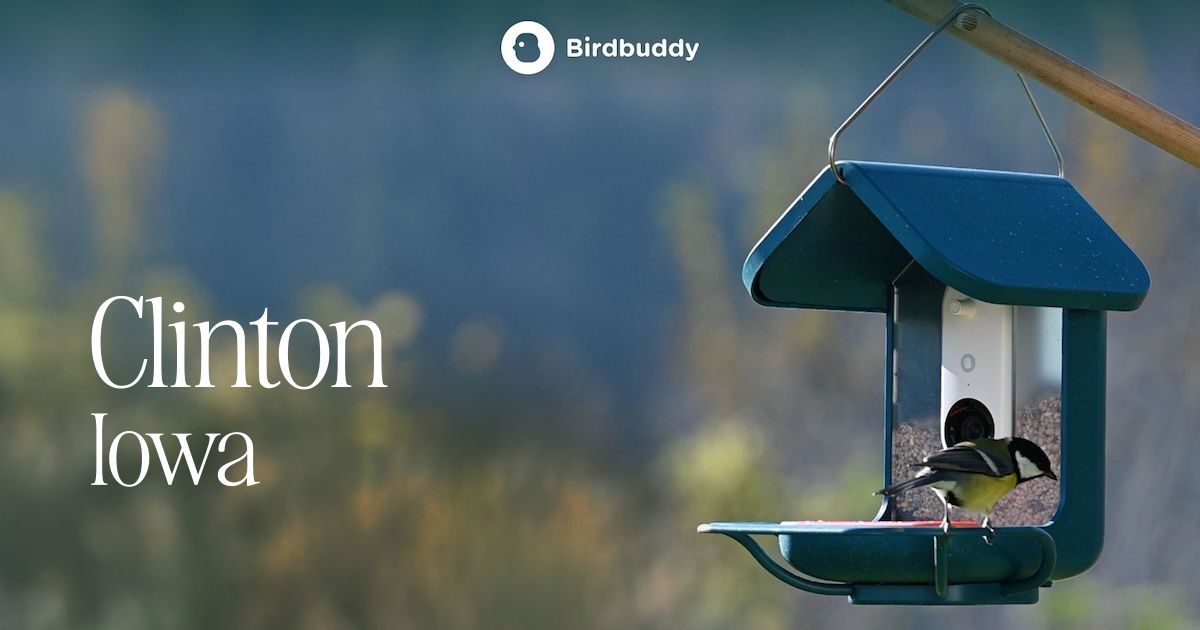 Birds in Clinton, Iowa - Birdbuddy WIKI