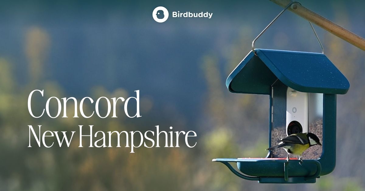Birds in Concord, New Hampshire - Birdbuddy WIKI