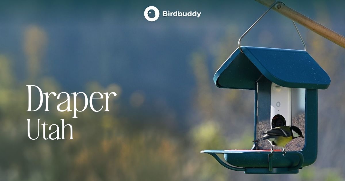 Birds in Draper, Utah - Birdbuddy WIKI