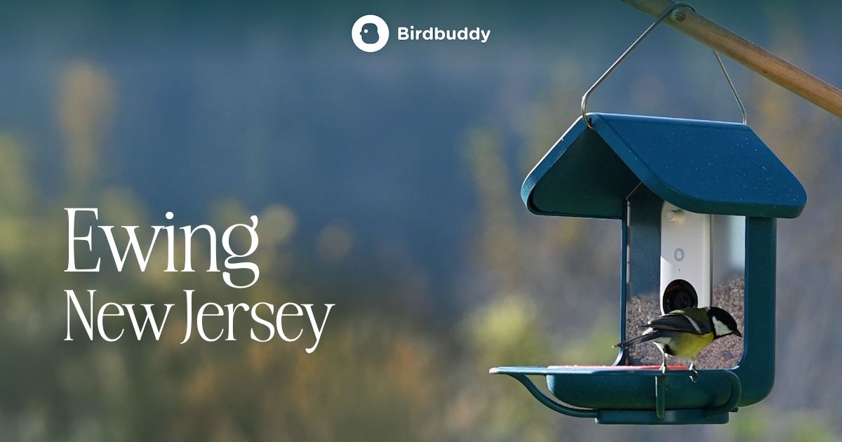 Birds in Ewing, New Jersey - Birdbuddy WIKI
