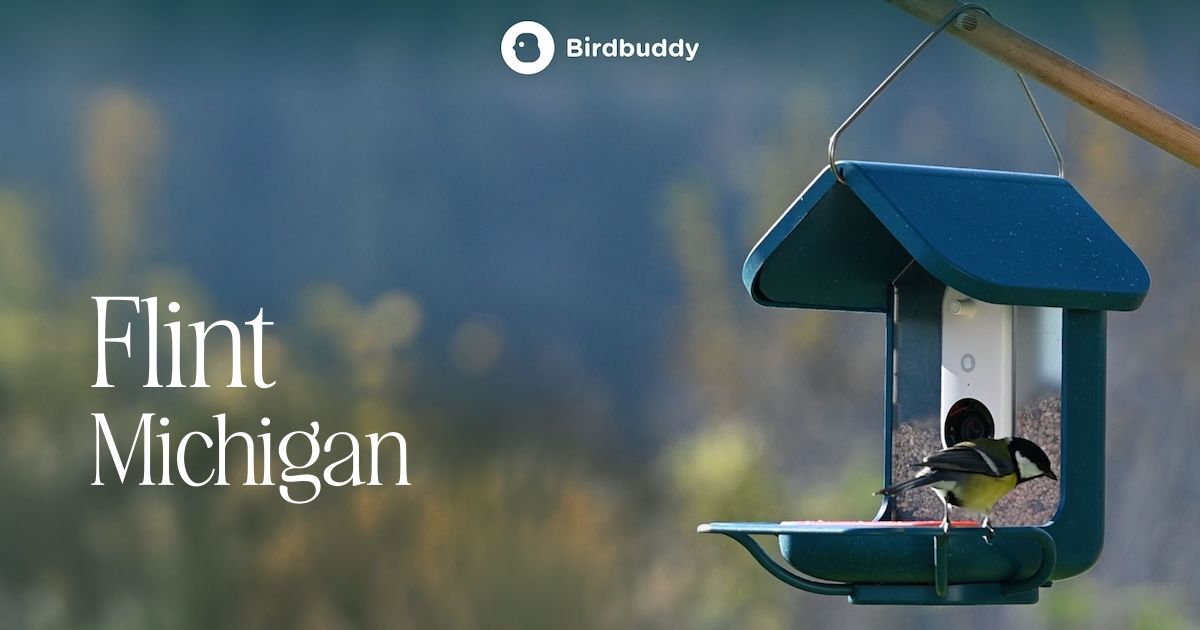 Birds in Flint, Michigan - Birdbuddy WIKI