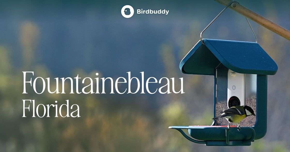 Birds in Fountainebleau, Florida - Birdbuddy WIKI