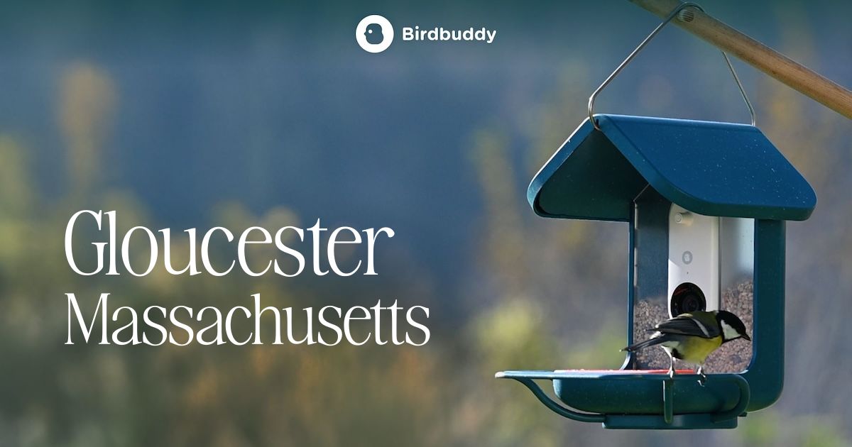 Birds in Gloucester, Massachusetts - Birdbuddy WIKI