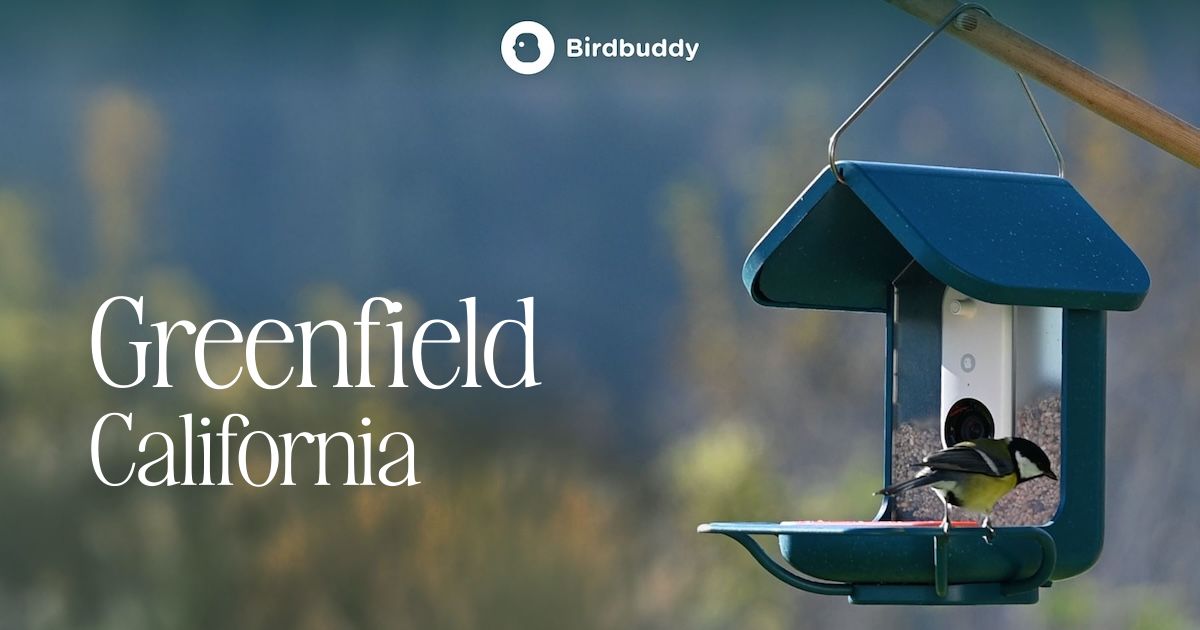 Birds in Greenfield, California - Birdbuddy WIKI