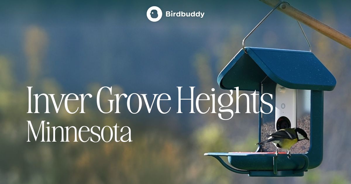 Birds in Inver Grove Heights, Minnesota - Birdbuddy WIKI