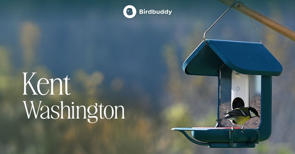 Birds in Kent, Washington - Birdbuddy WIKI