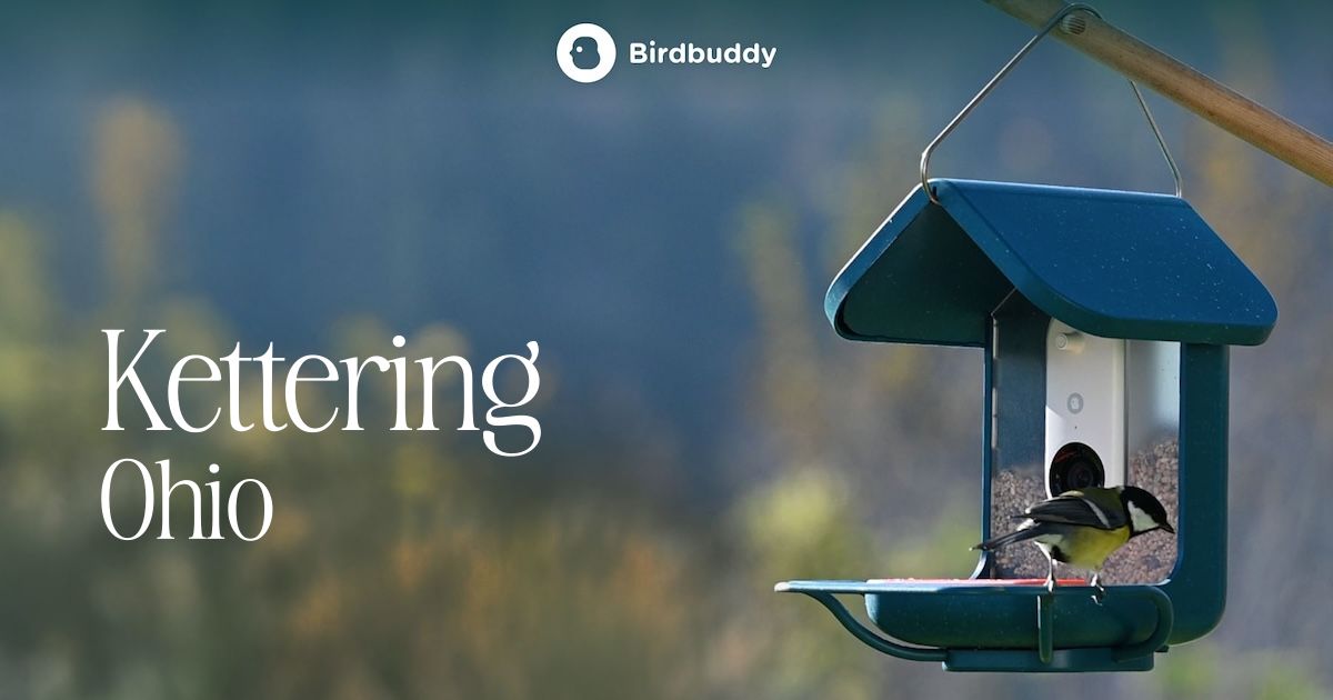 Birds in Kettering, Ohio - Birdbuddy WIKI