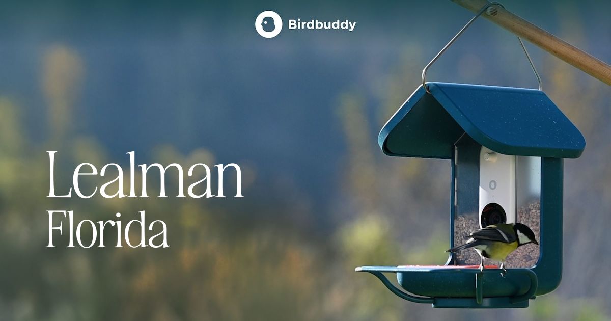 Birds in Lealman, Florida - Birdbuddy WIKI