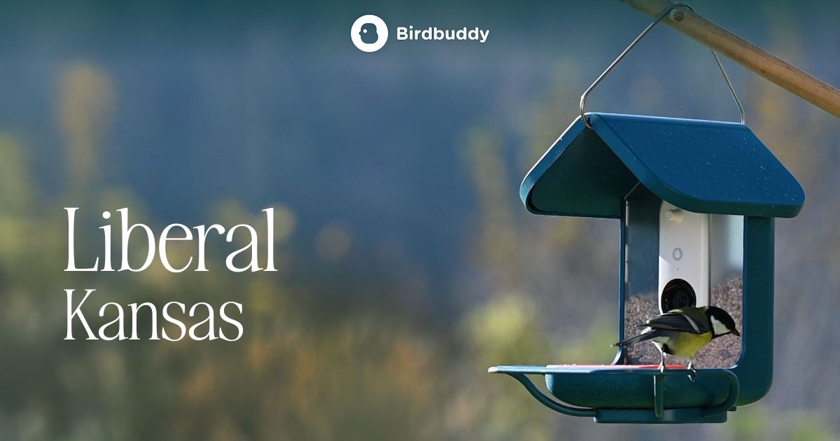 Birds in Liberal, Kansas - Birdbuddy WIKI