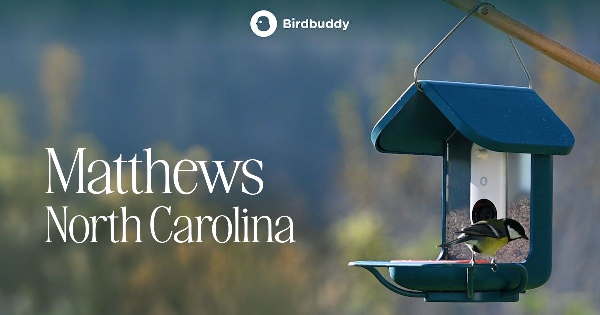Birds in Matthews, North Carolina - Birdbuddy WIKI