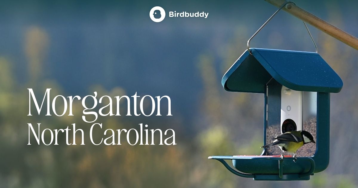 Birds in Morganton, North Carolina - Birdbuddy WIKI