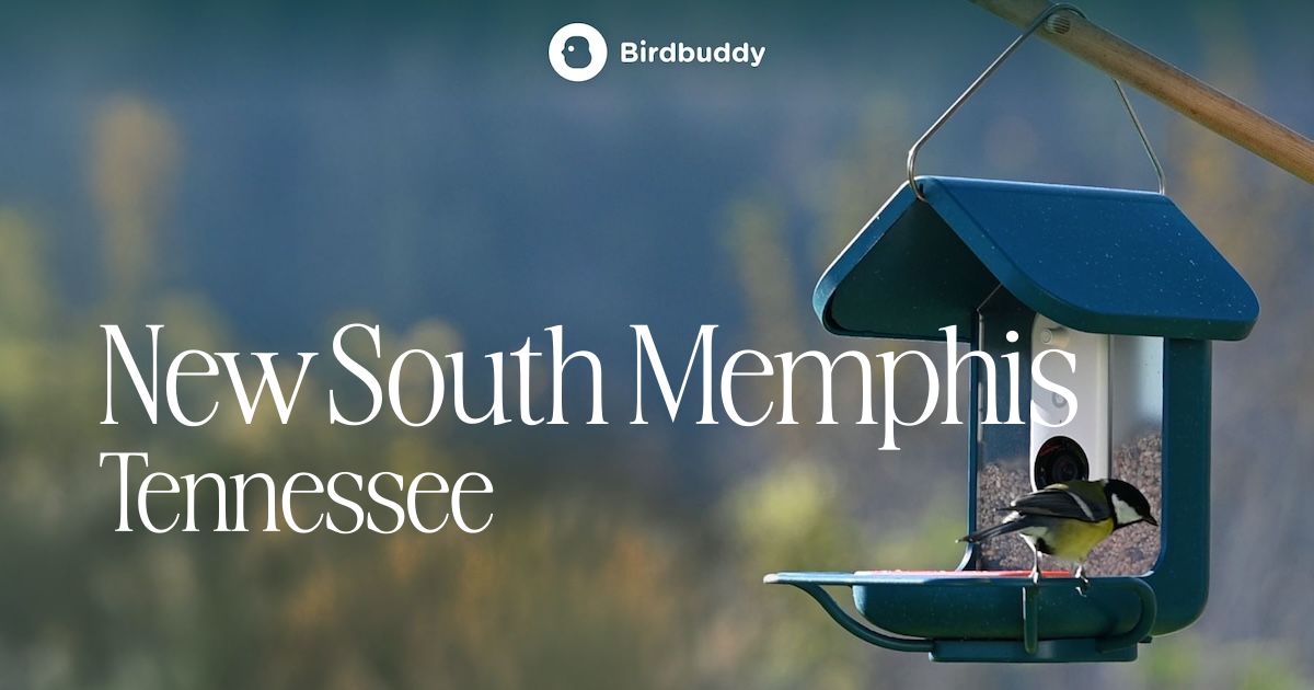 Birds in New South Memphis, Tennessee - Birdbuddy WIKI