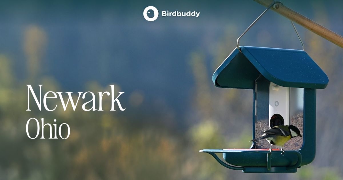 Birds in Newark, Ohio - Birdbuddy WIKI