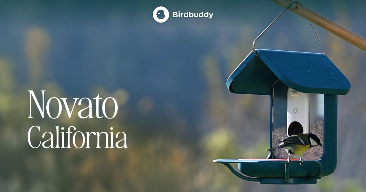 Birds in Novato, California - Birdbuddy WIKI
