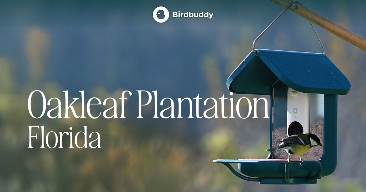 Birds in Oakleaf Plantation, Florida - Birdbuddy WIKI
