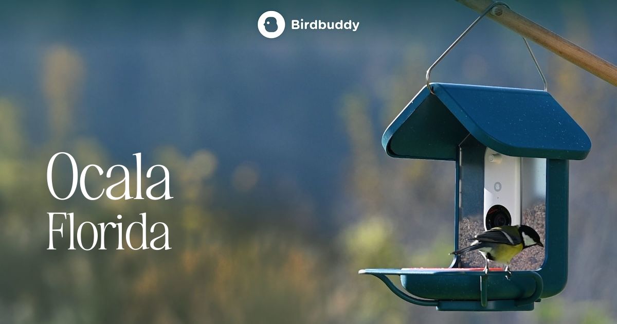 Birds in Ocala, Florida - Birdbuddy WIKI