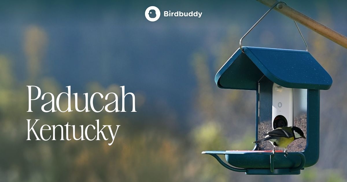 Birds in Paducah, Kentucky - Birdbuddy WIKI