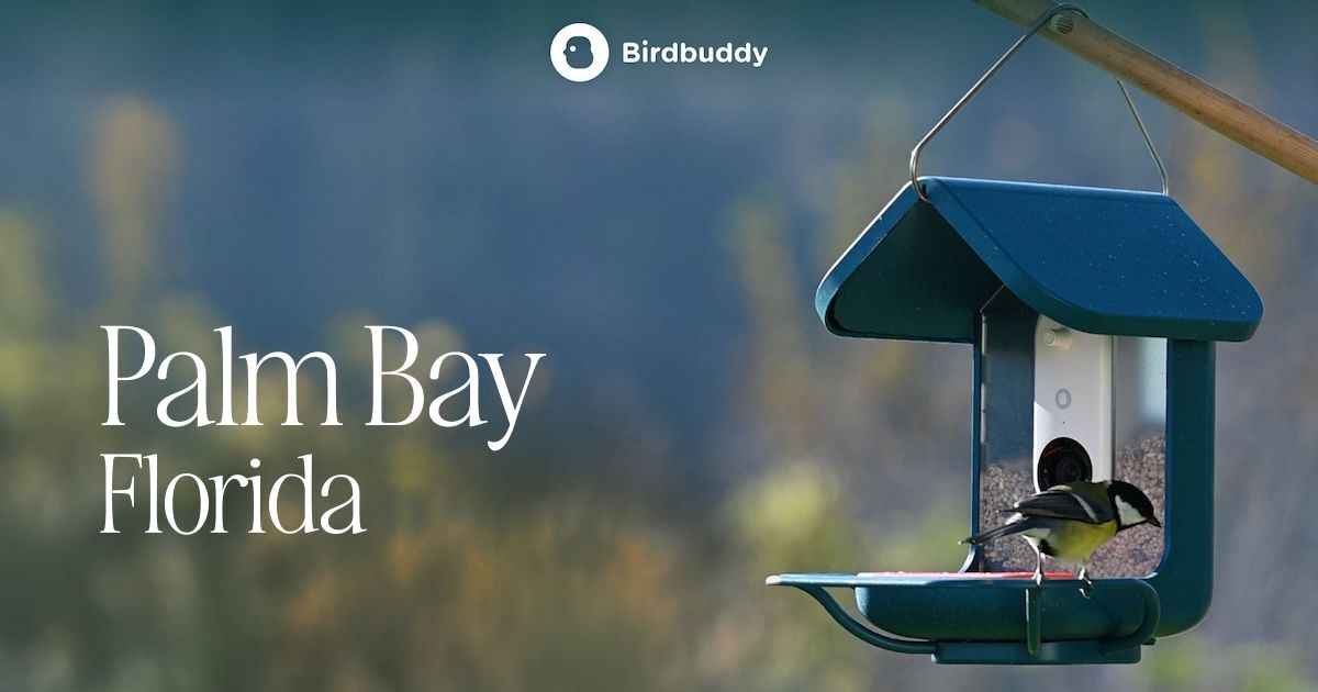 Birds in Palm Bay, Florida - Birdbuddy WIKI