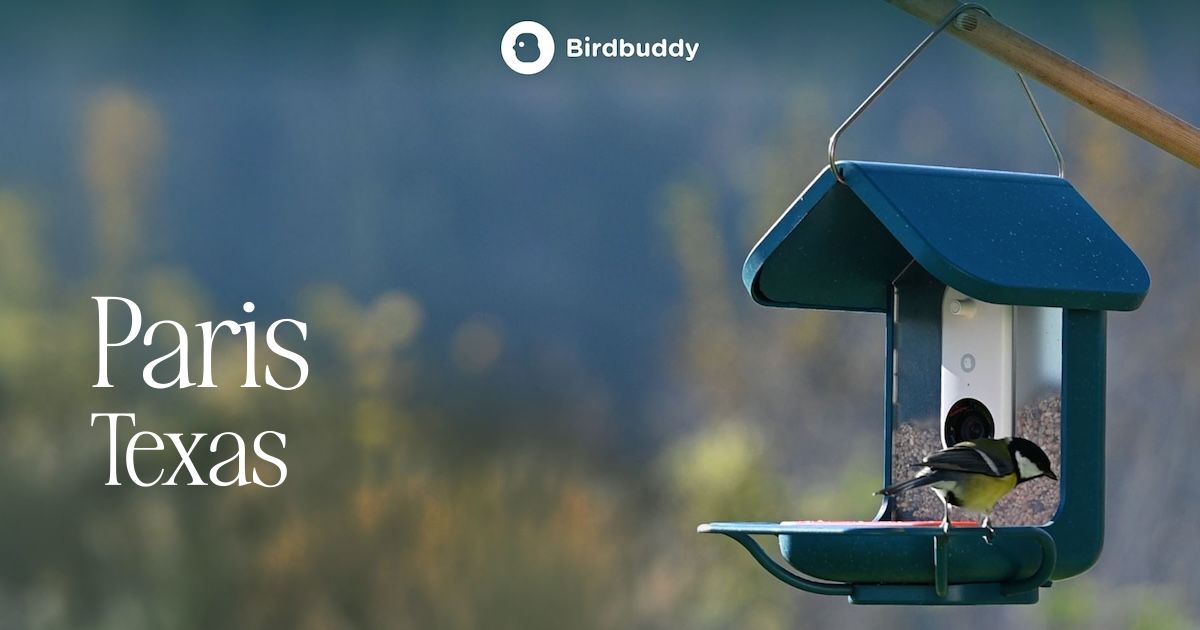 Birds in Paris, Texas - Birdbuddy WIKI