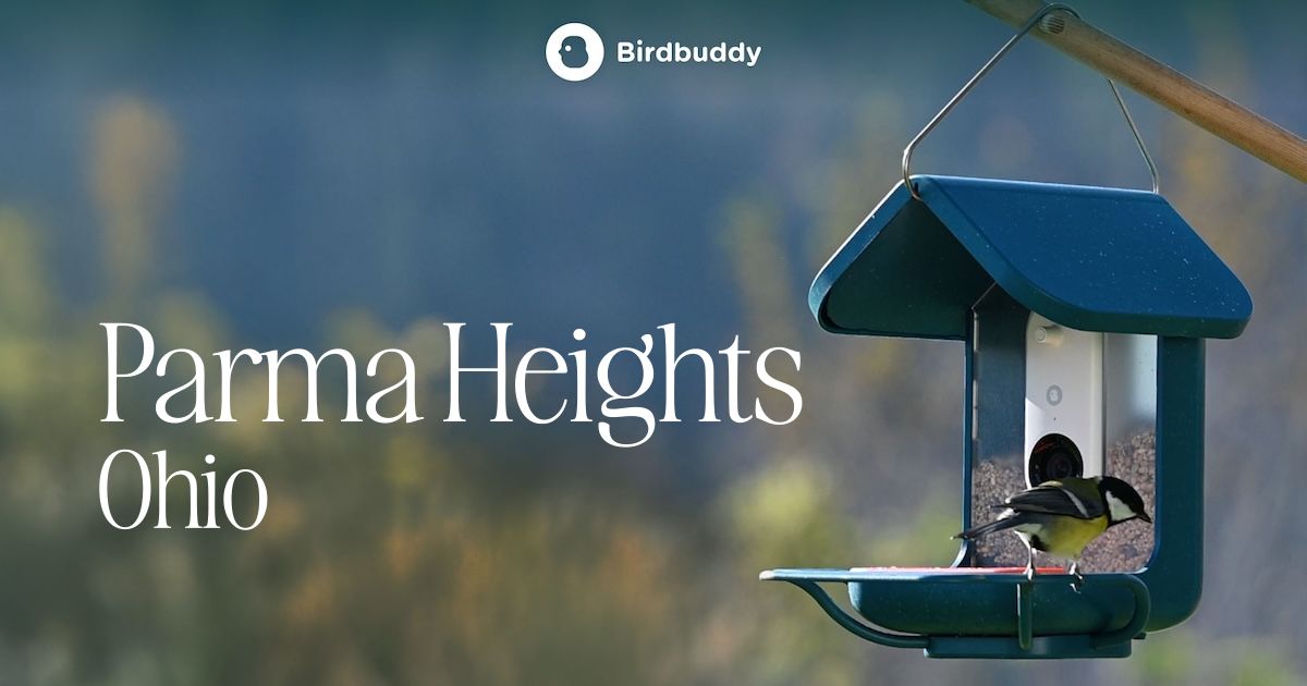 Birds in Parma Heights, Ohio - Birdbuddy WIKI