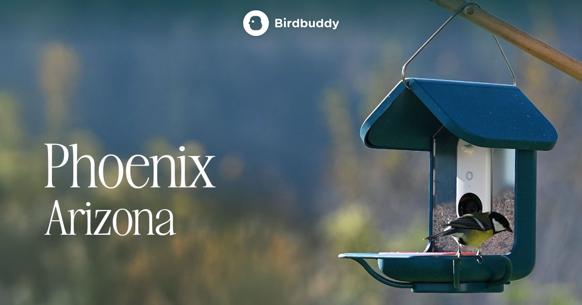 Birds in Phoenix, Arizona - Birdbuddy WIKI