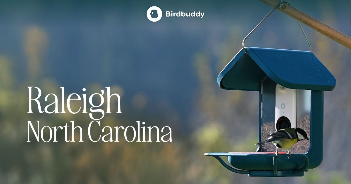 Birds in Raleigh, North Carolina - Birdbuddy WIKI