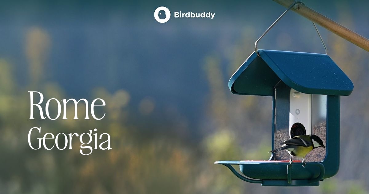 Birds in Rome, Georgia - Birdbuddy WIKI