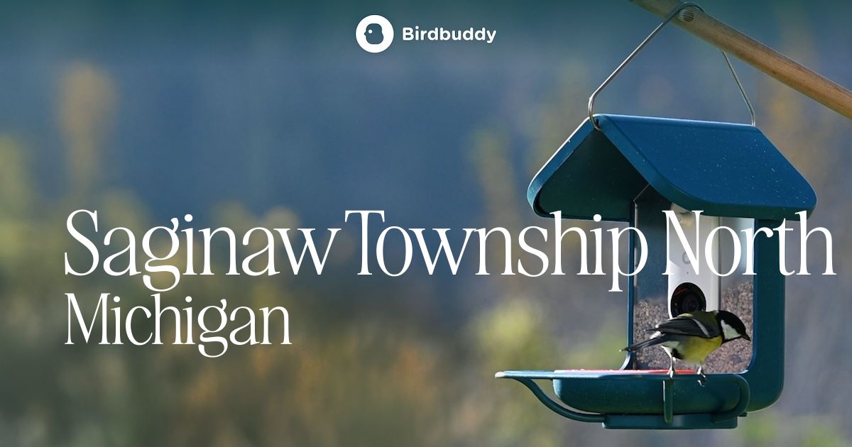 Birds in Saginaw Township North, Michigan - Birdbuddy WIKI