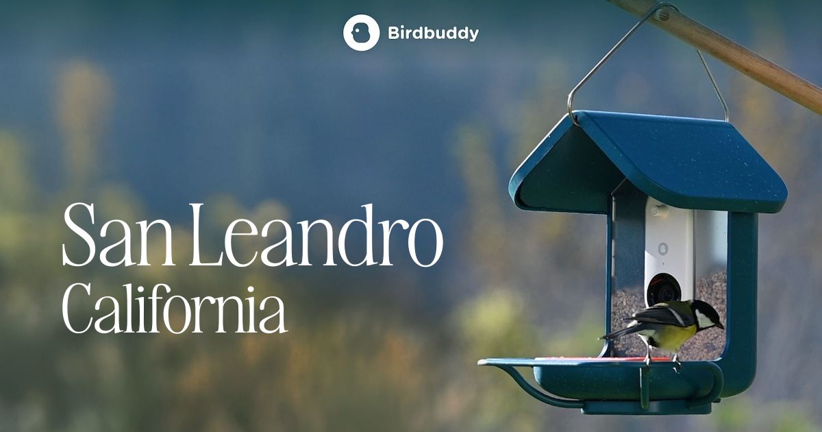 Birds in San Leandro, California - Birdbuddy WIKI