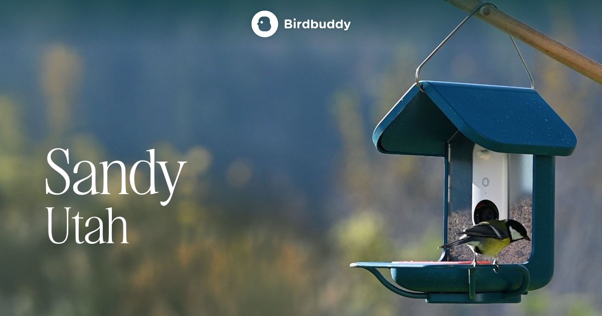 Birds in Sandy, Utah - Birdbuddy WIKI