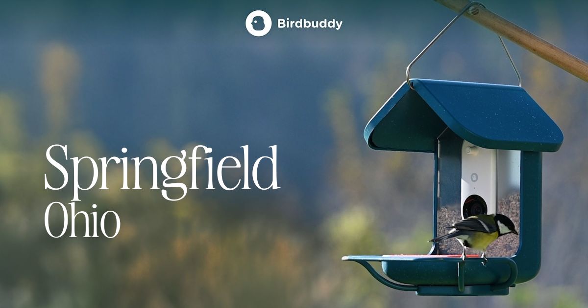 Birds in Springfield, Ohio - Birdbuddy WIKI