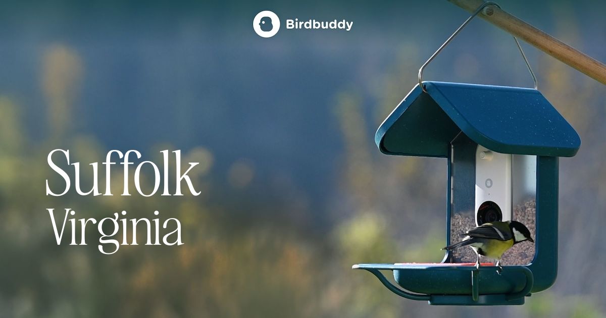 Birds in Suffolk, Virginia - Birdbuddy WIKI