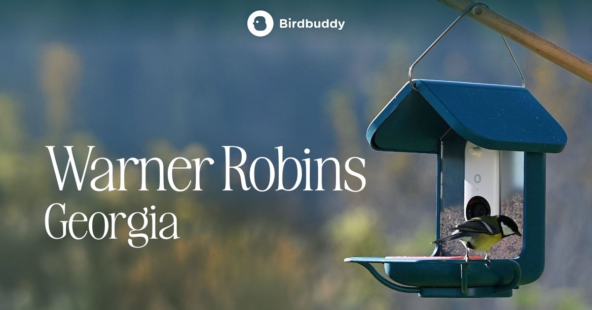 Birds in Warner Robins, Georgia - Birdbuddy WIKI