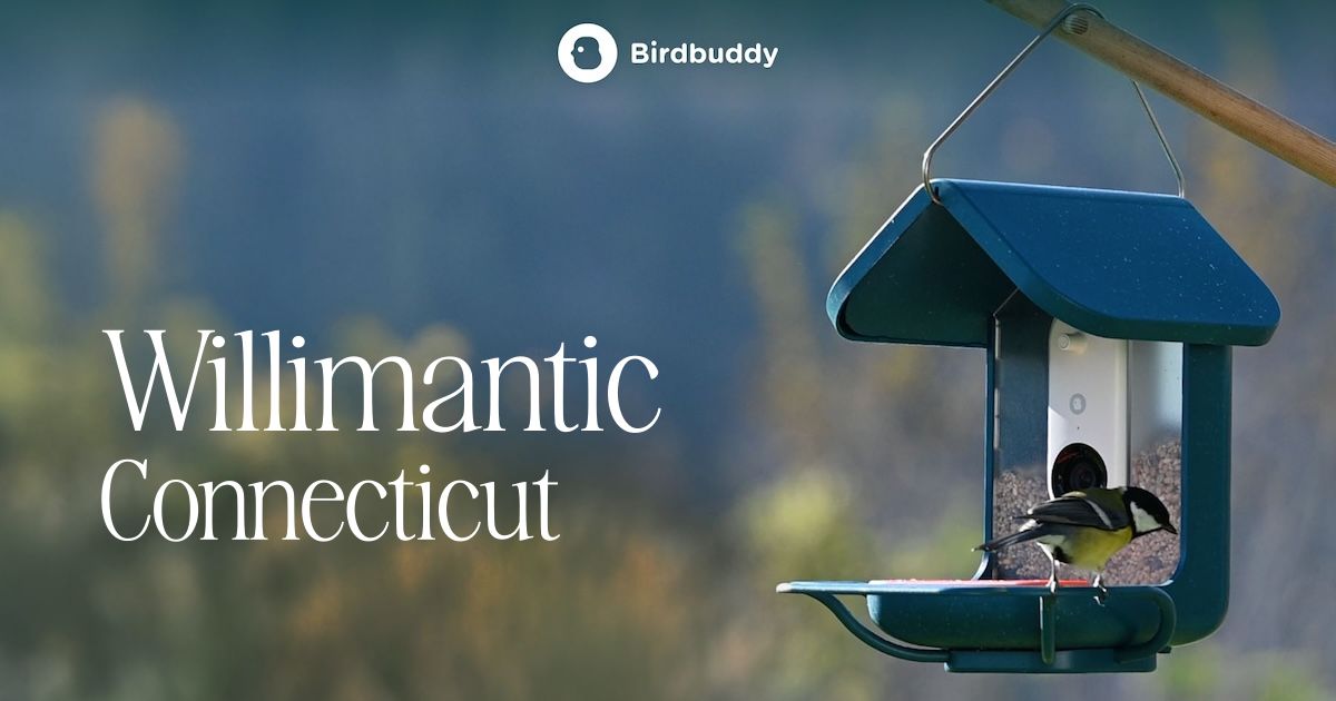 Birds in Willimantic, Connecticut - Birdbuddy WIKI