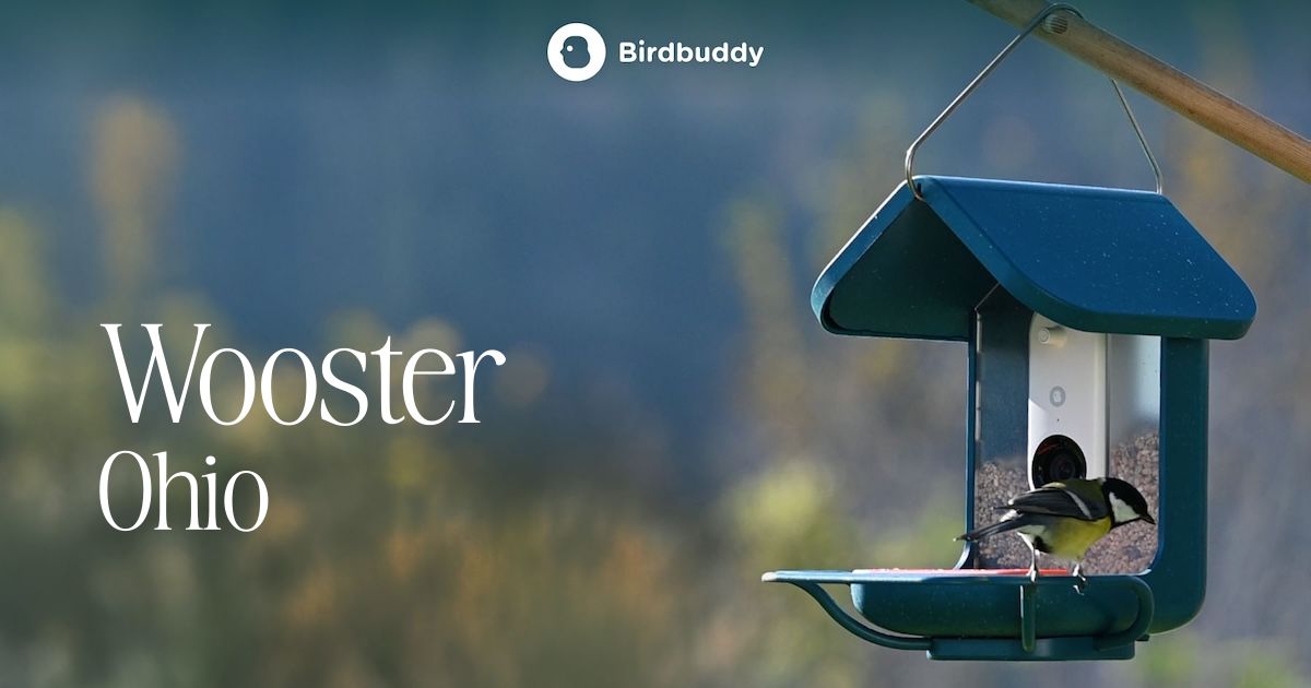 Birds in Wooster, Ohio - Birdbuddy WIKI