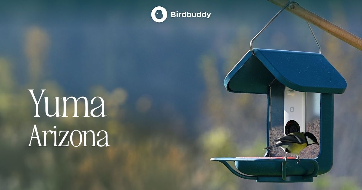 Birds in Yuma, Arizona - Birdbuddy WIKI